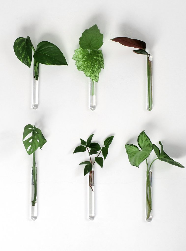 Muurbloempjes - Bladgoud